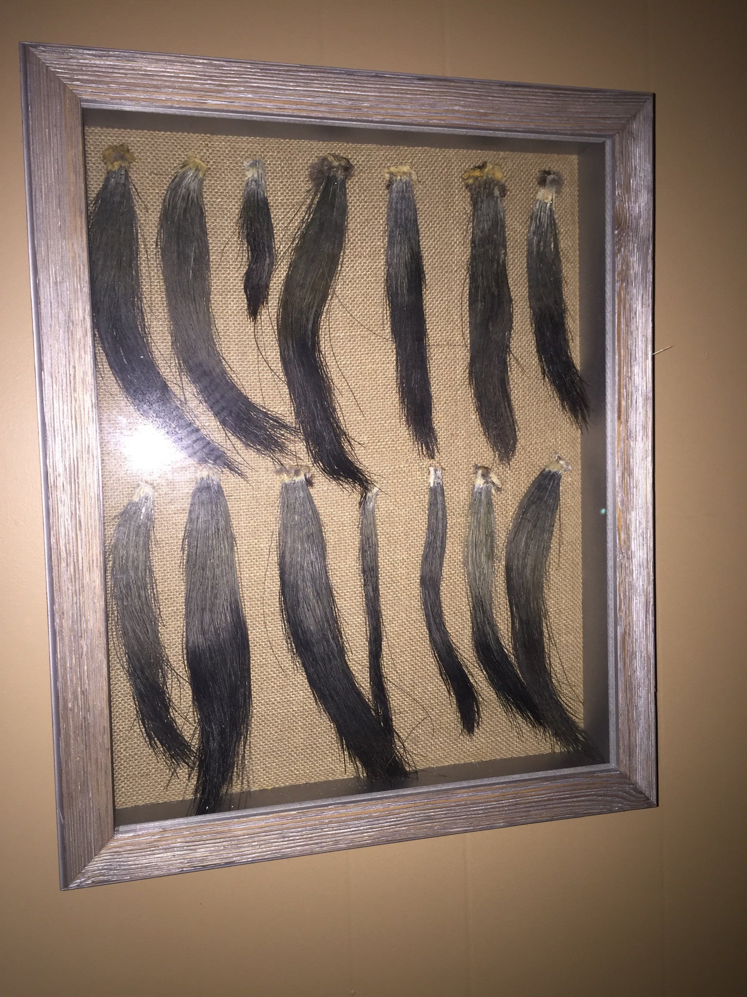 Turkey Beard Shadow Box | Archery Talk Forum