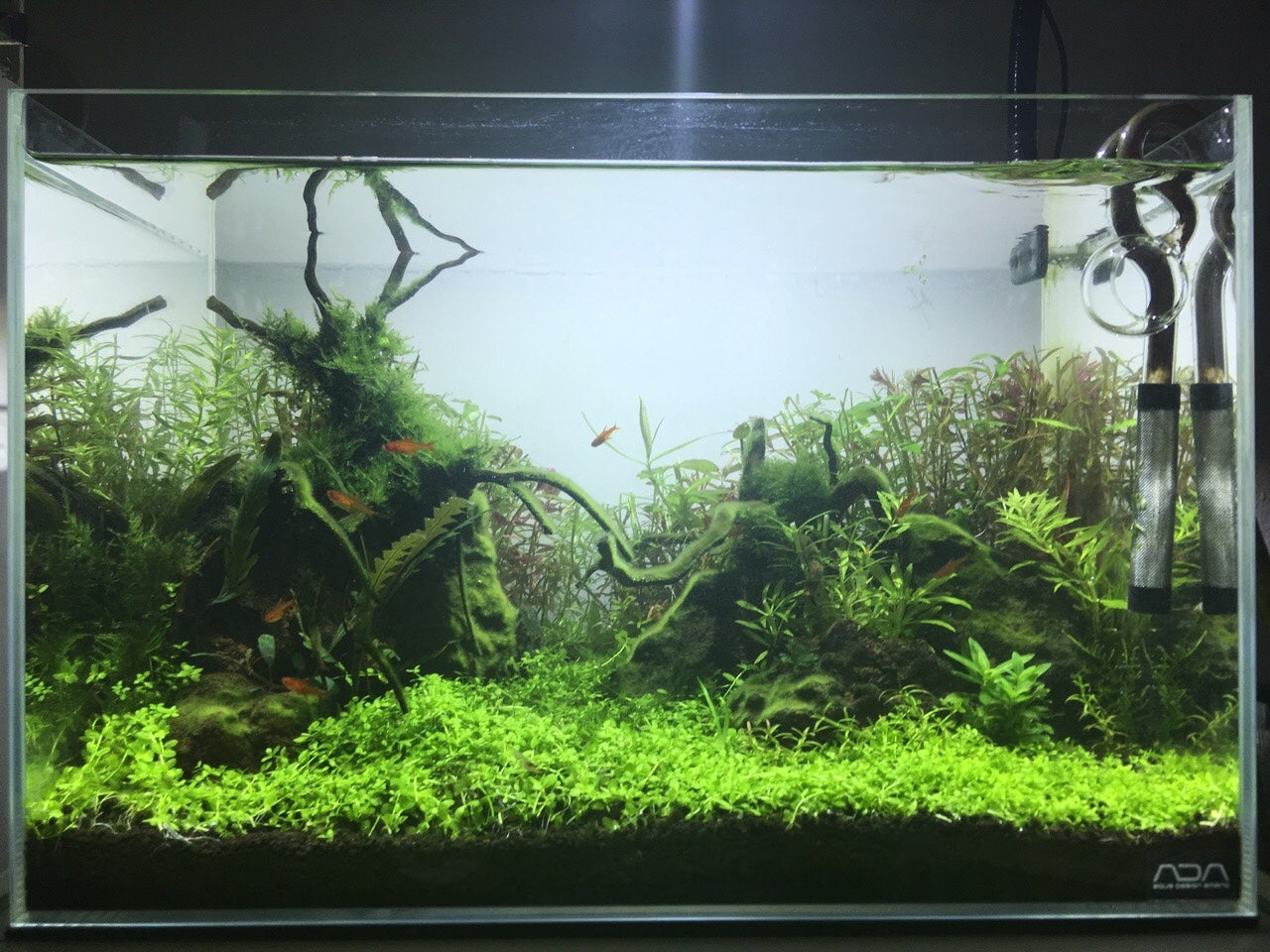 Show off your Kessil light tank | The Planted Tank Forum