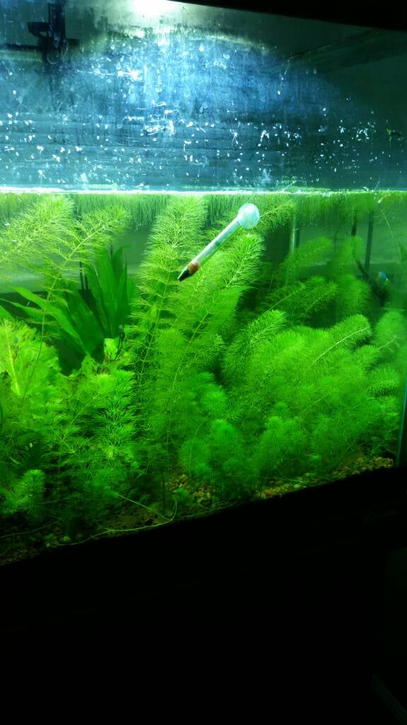 Show off your Kessil light tank | The Planted Tank Forum