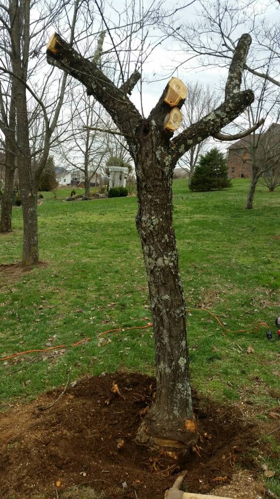 Got future peach wood | Woodworking Talk