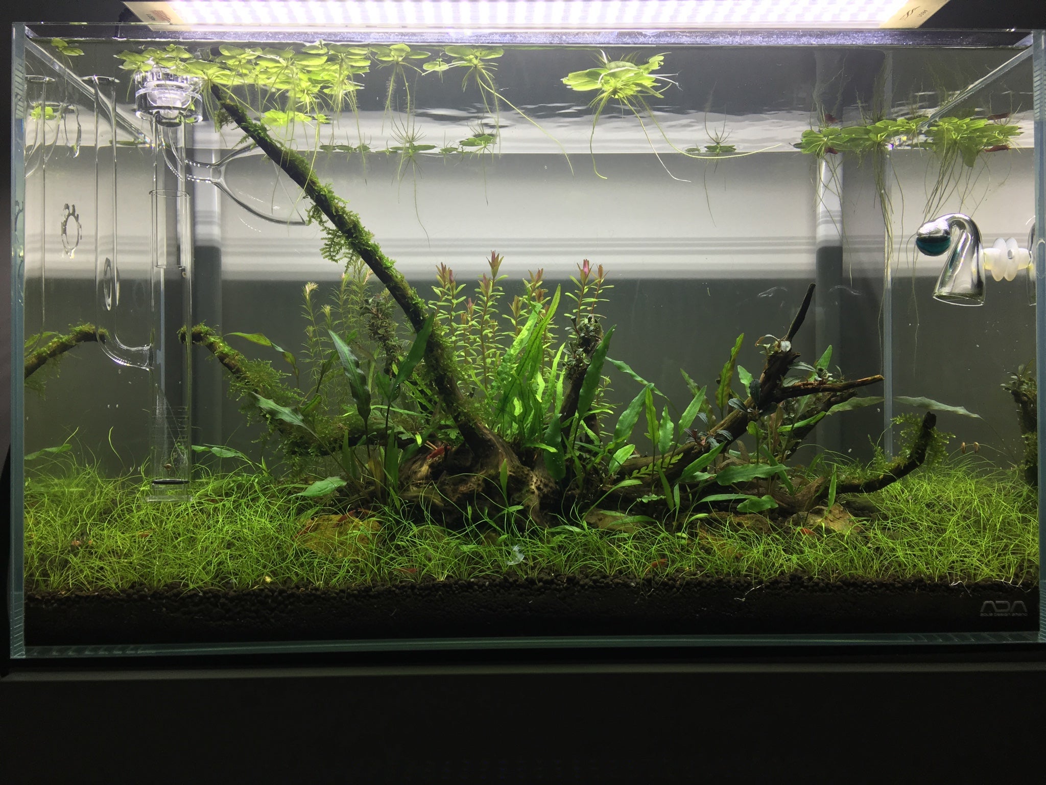 Opare's High-Tech ADA 60P - 'Unmastered' | The Planted Tank Forum