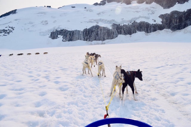 Poodles In the Iditarod | Poodle Forum