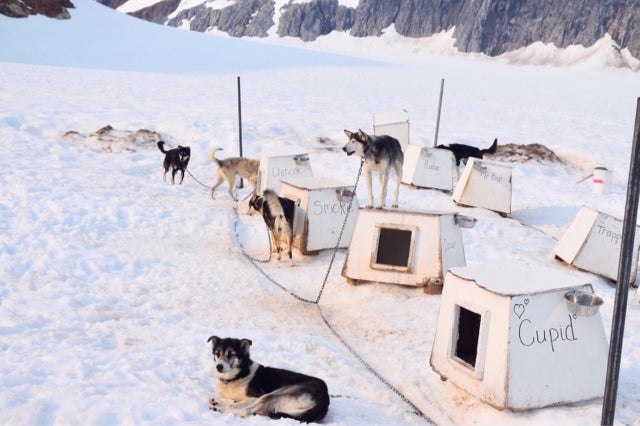 Poodles In the Iditarod | Poodle Forum