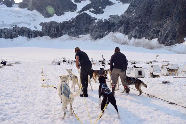 Poodles In the Iditarod | Poodle Forum