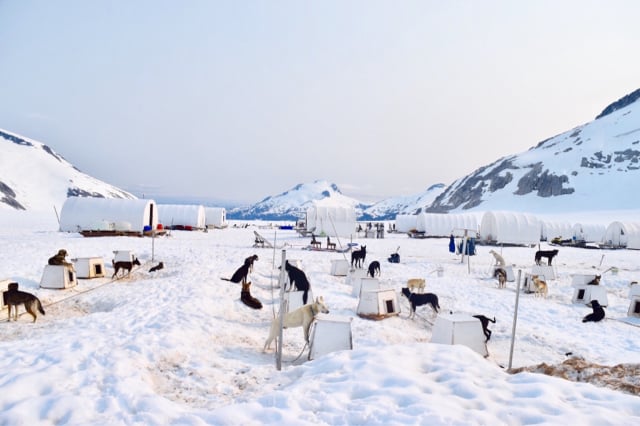 Poodles In the Iditarod | Poodle Forum