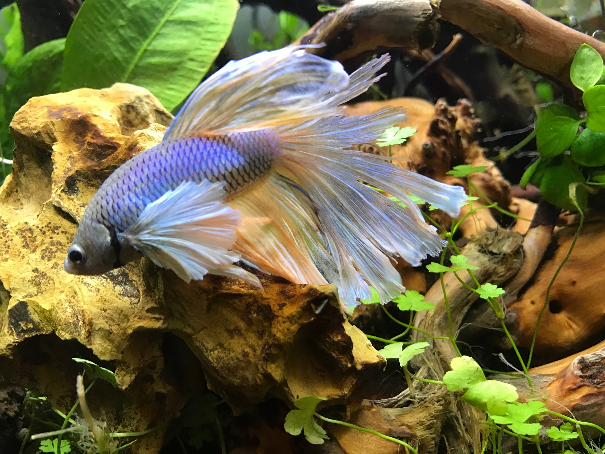Torn fins | Betta Fish Forum