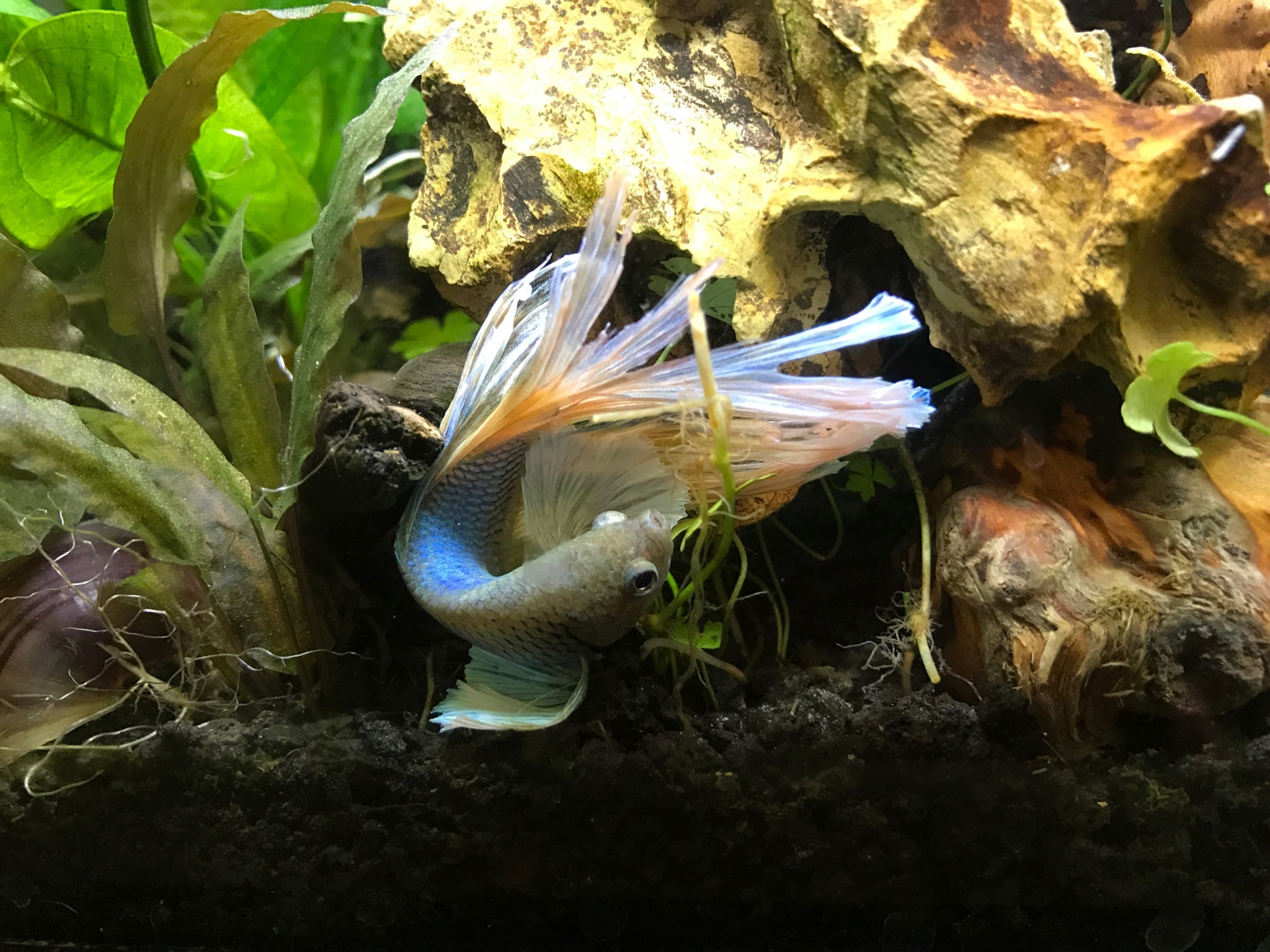 Torn fins | Betta Fish Forum