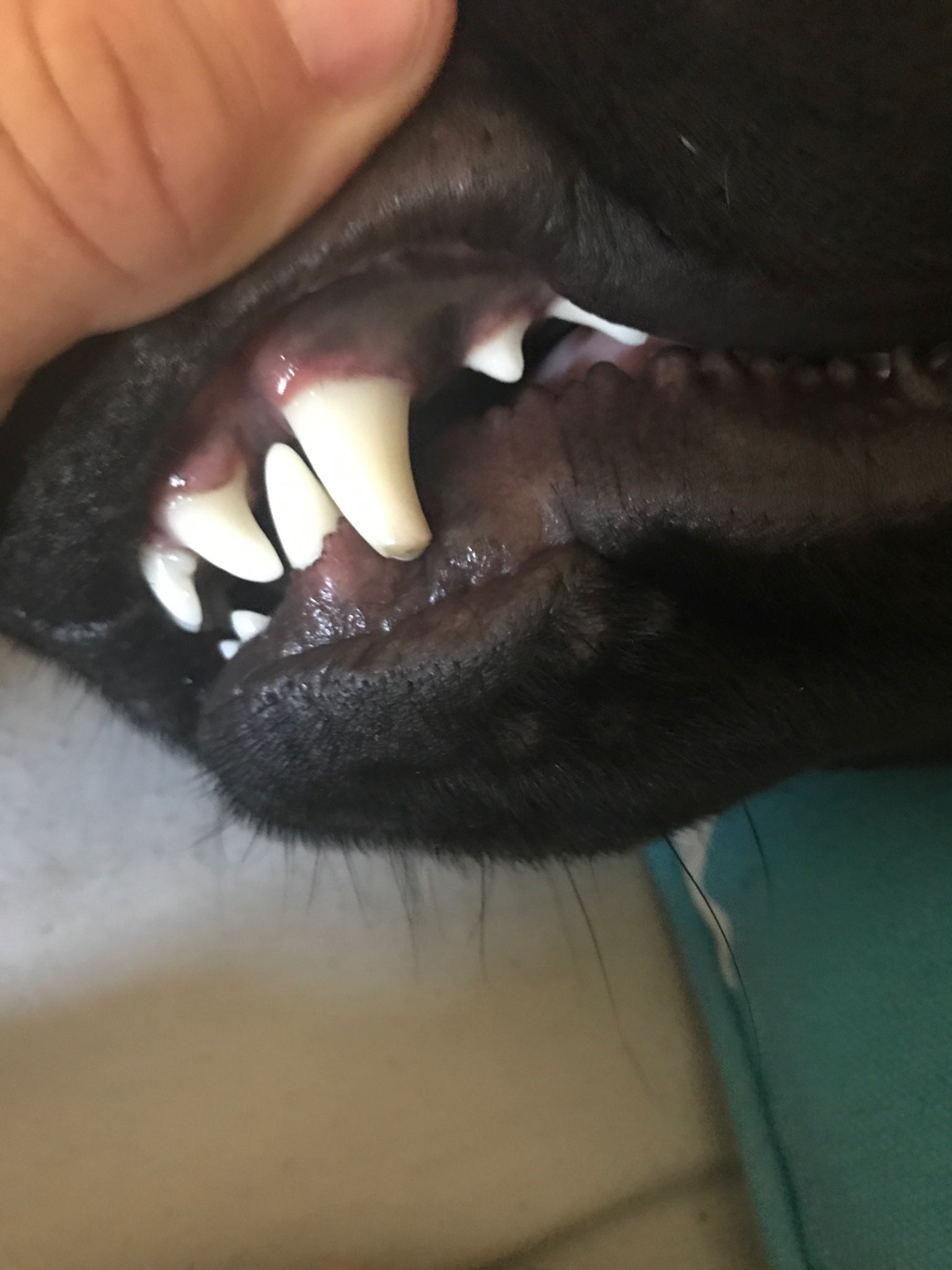 Chipped Canine Tooth | German Shepherds Forum