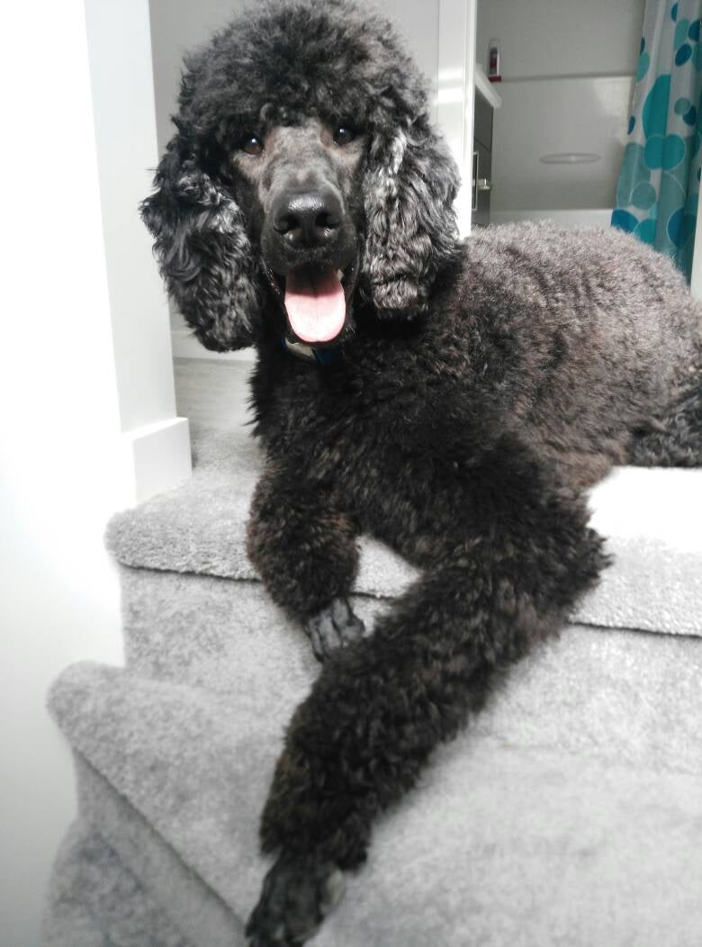 German Modified Cut? - Winging it | Poodle Forum