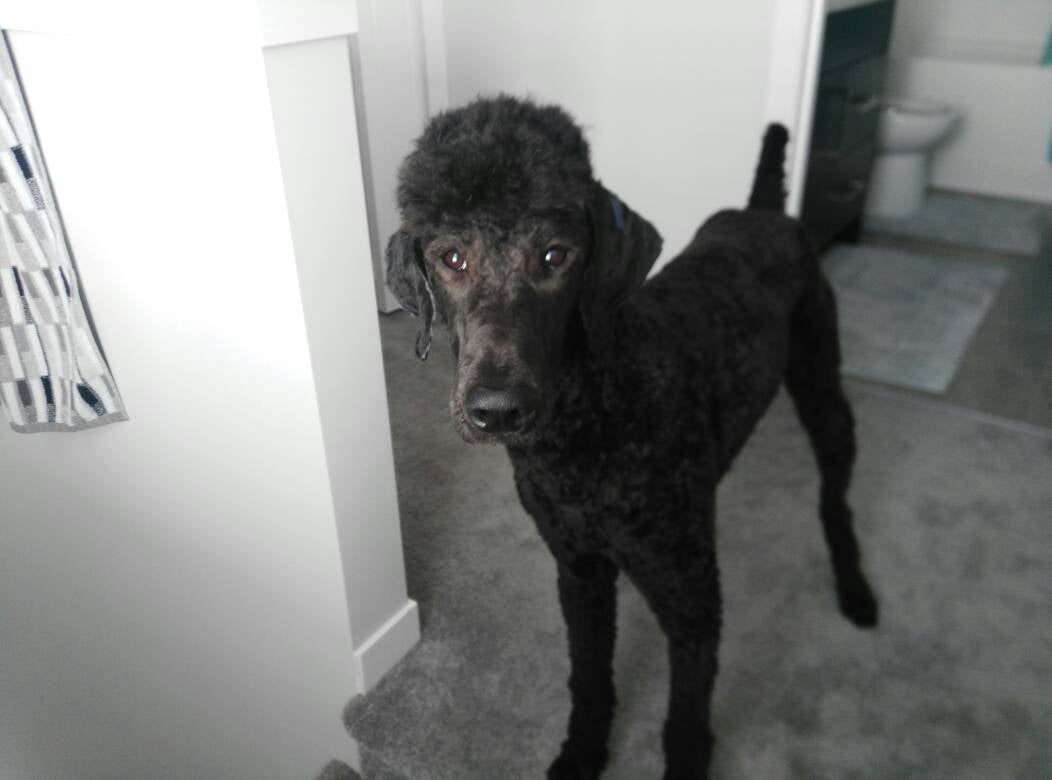 German Modified Cut? - Winging it | Poodle Forum