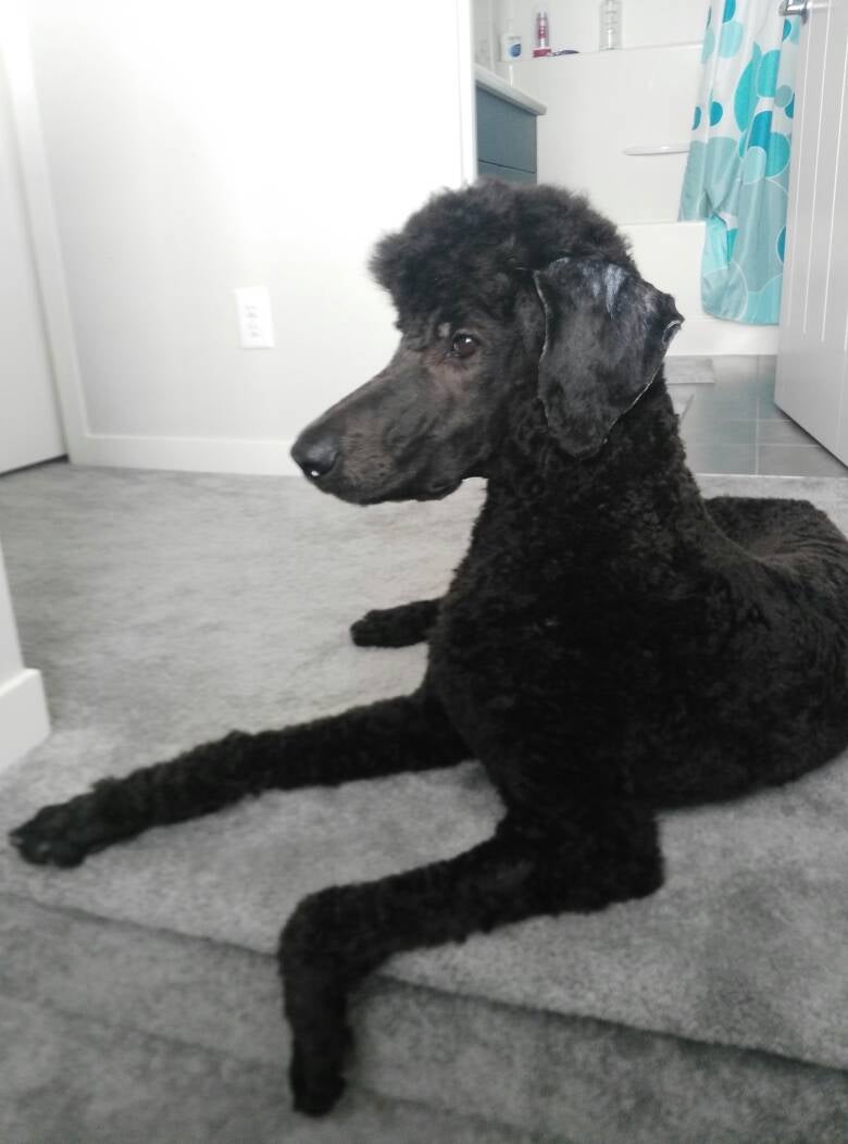 German Modified Cut? - Winging it | Poodle Forum