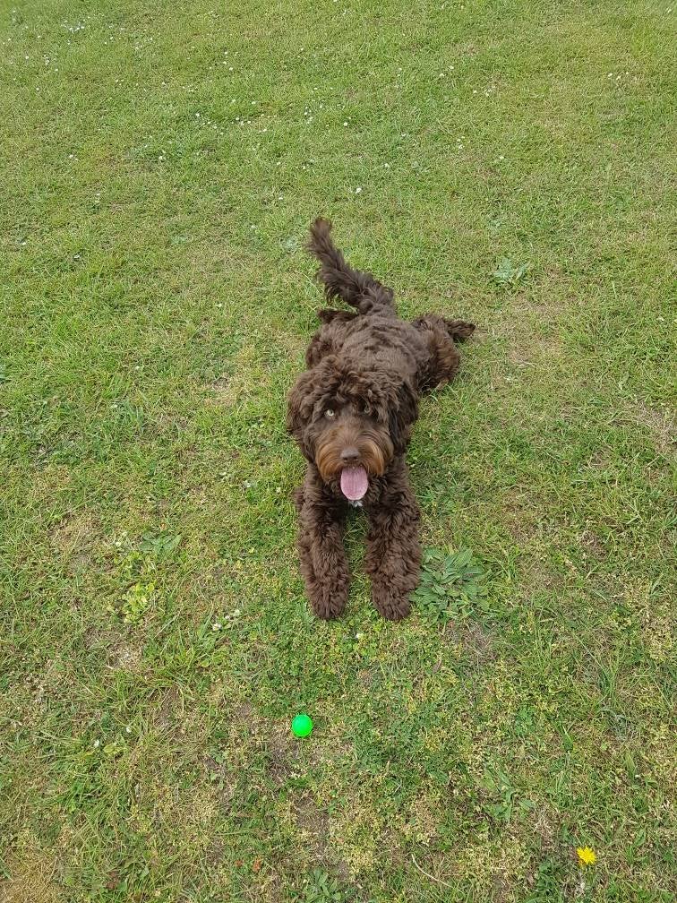 Toy vs miniature poodle cross cockapoos | I Love My Cockapoo Forums