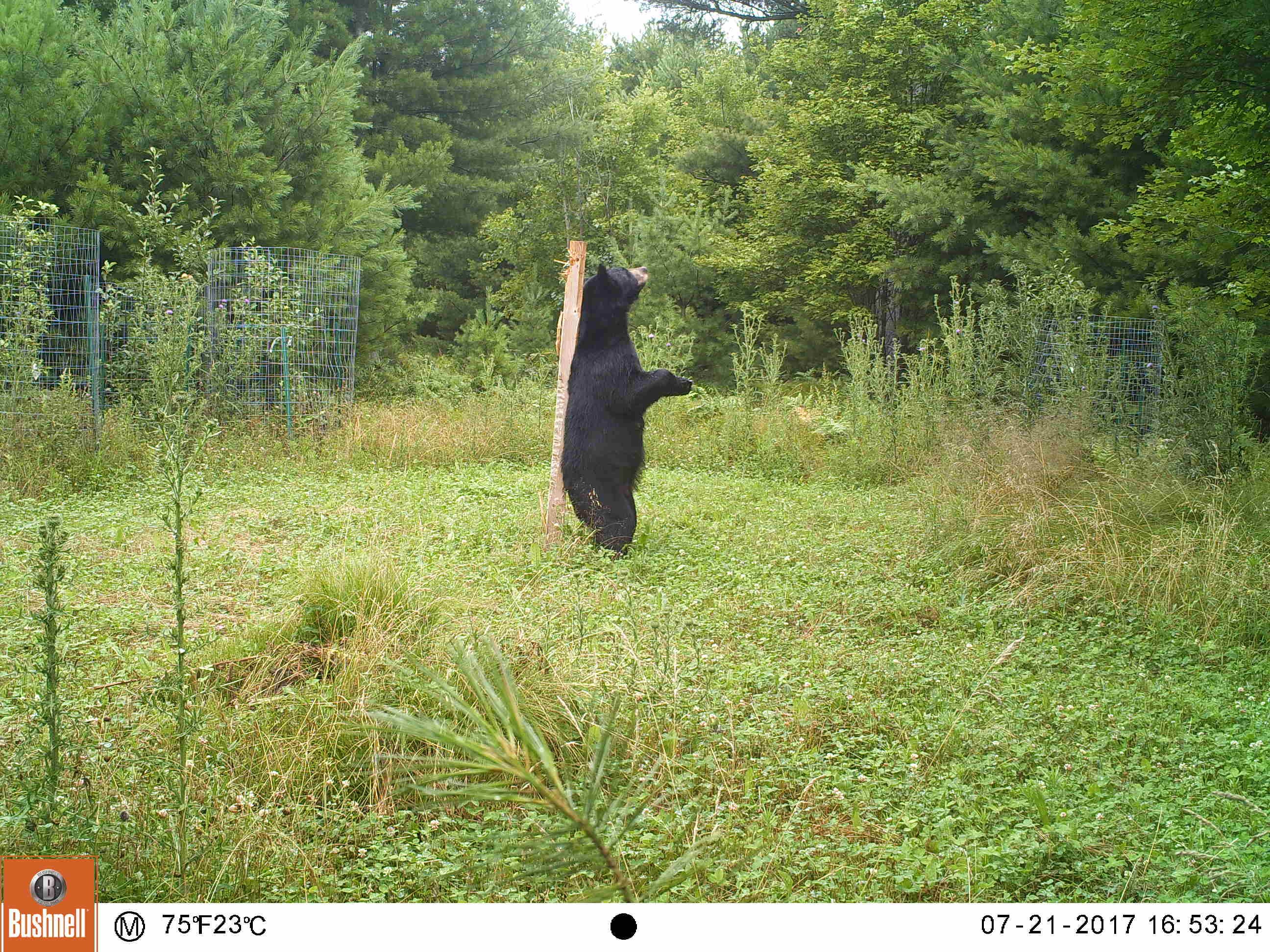 Homemade tree-coy | Page 2 | Archery Talk Forum