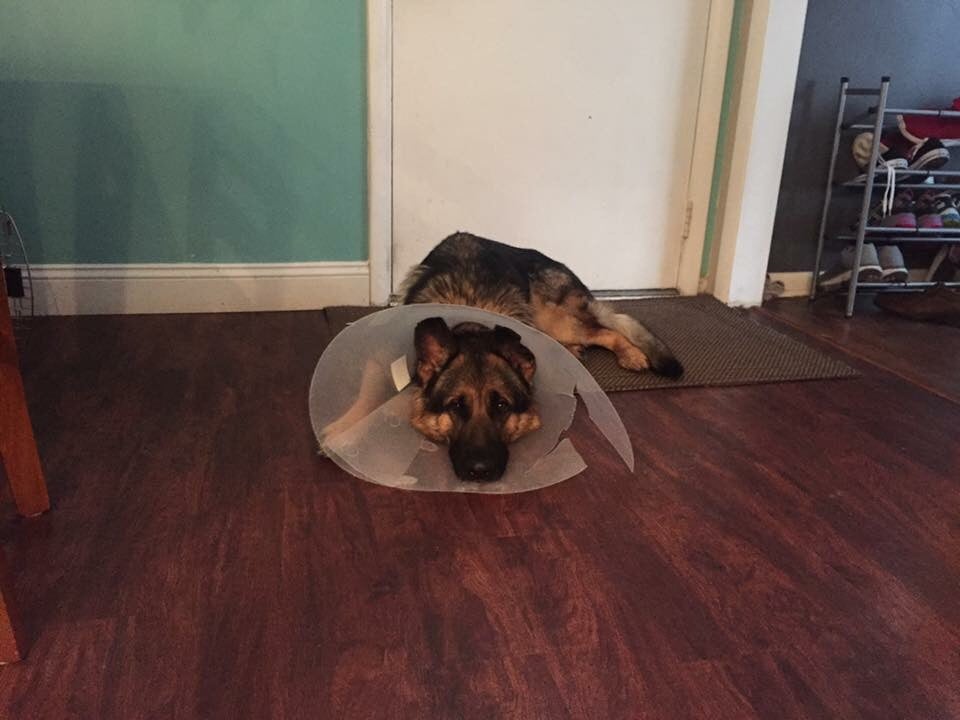 Cone of shame and ears | German Shepherds Forum