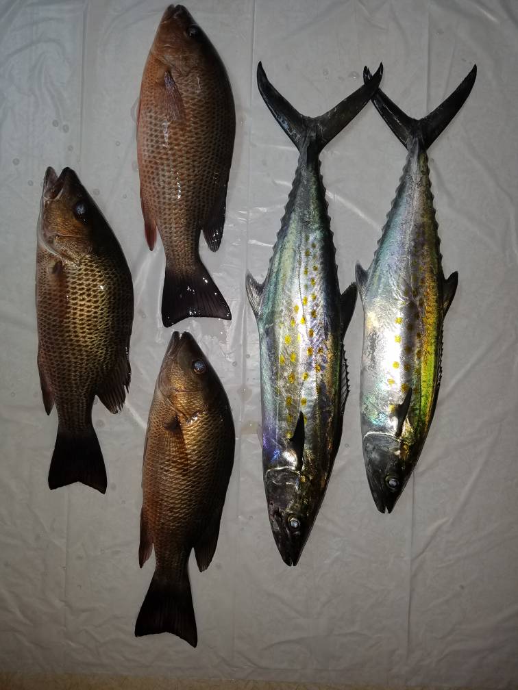 Shalimar bridge 9/10/2017 | Pensacola Fishing Forum