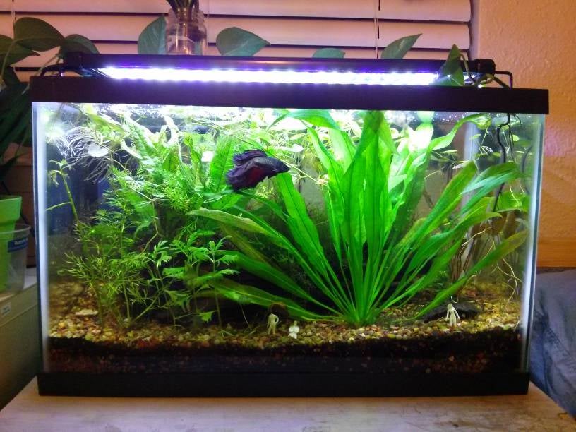 DIY Canister Filter with submersible pump | The Planted Tank Forum