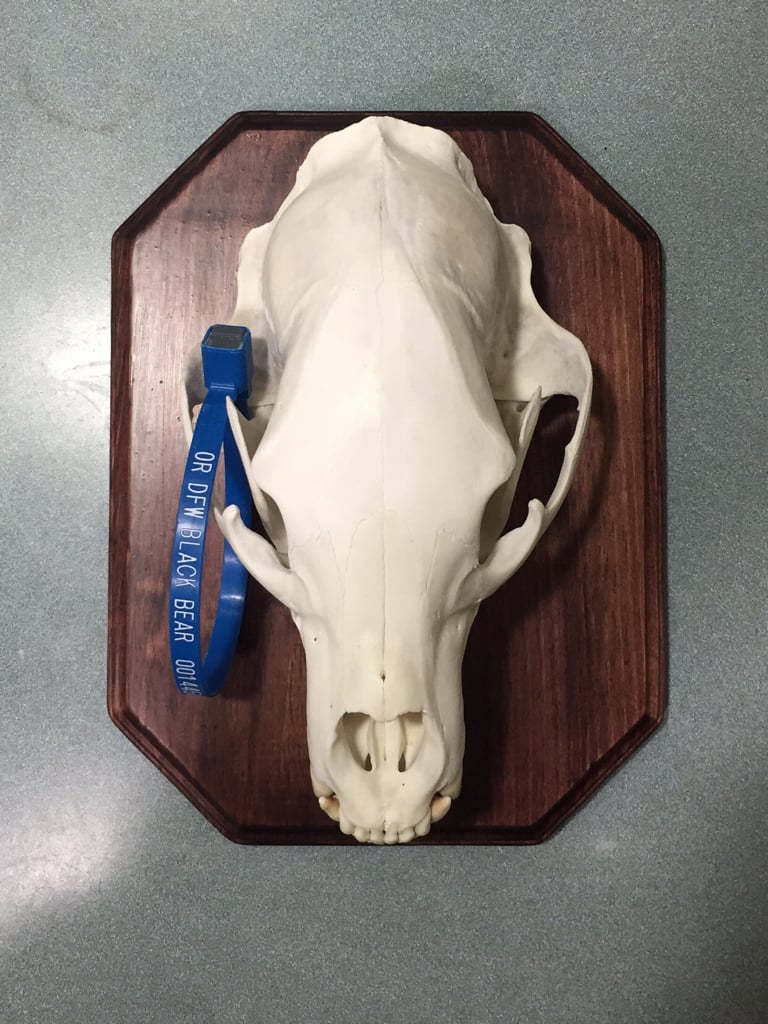 Peroxide for skull bleaching... | IFish Fishing Forum