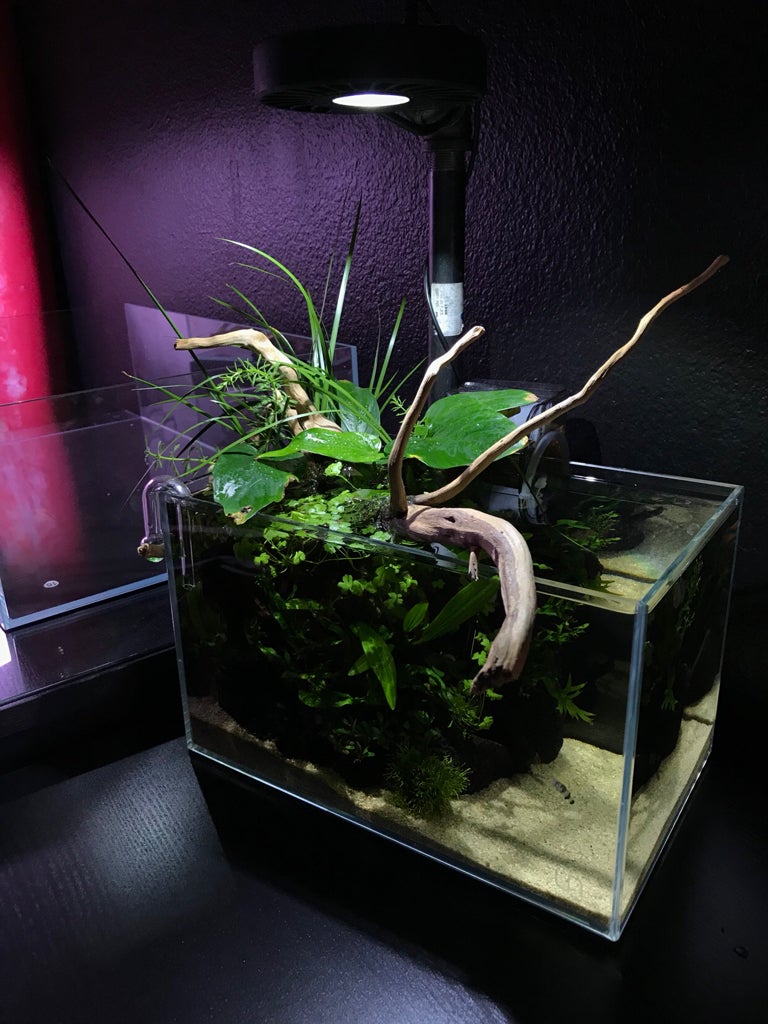 Uns 3n | Page 2 | The Planted Tank Forum