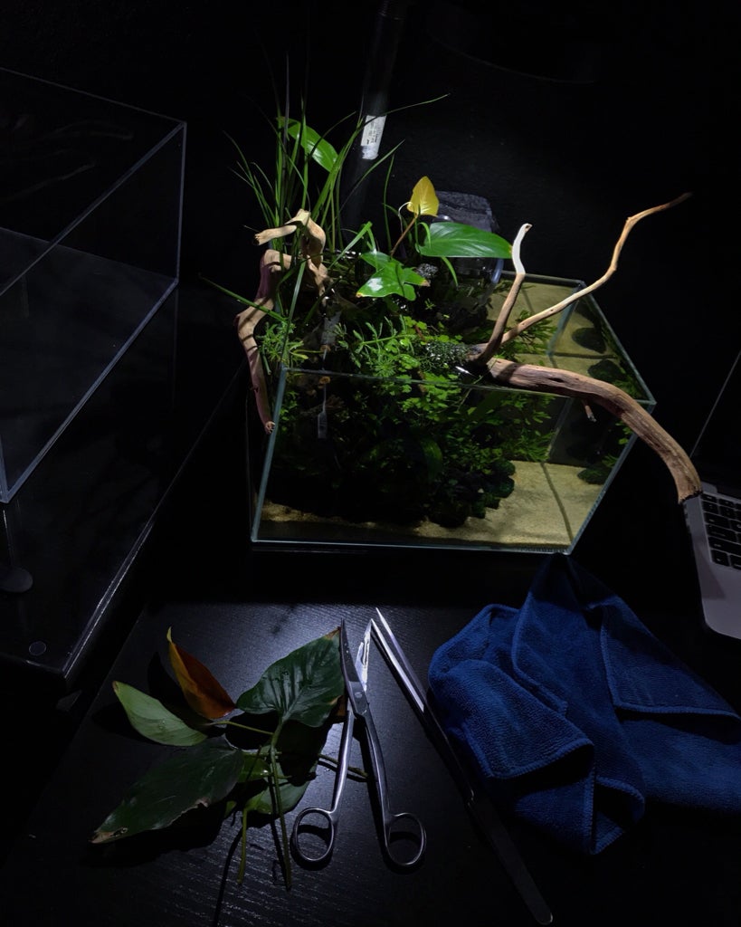 Uns 3n | Page 2 | The Planted Tank Forum