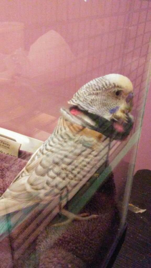 Budgie swollen leg bleeding?! | Talk Budgies Forums