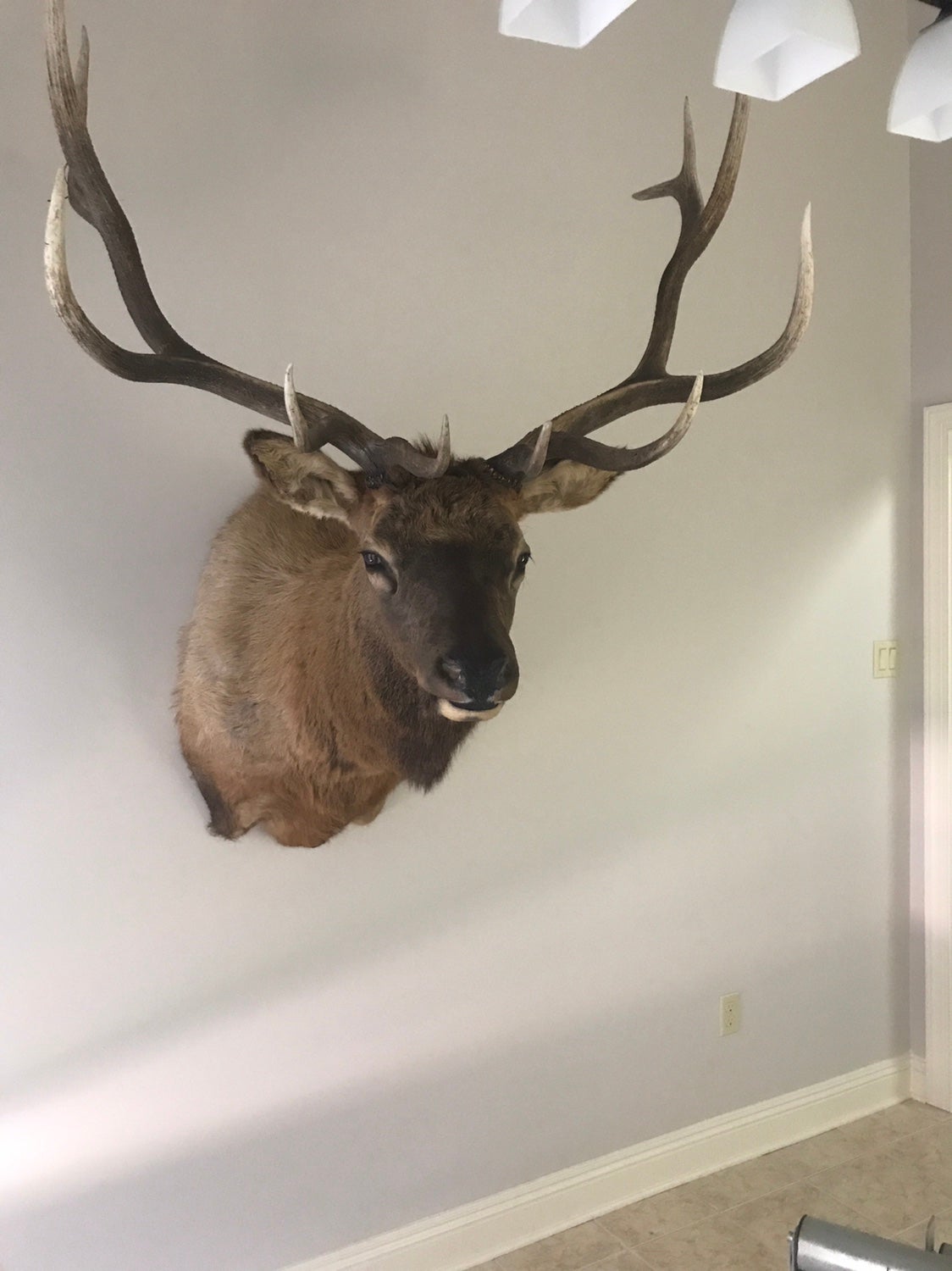 Elk Mounts | Archery Talk Forum