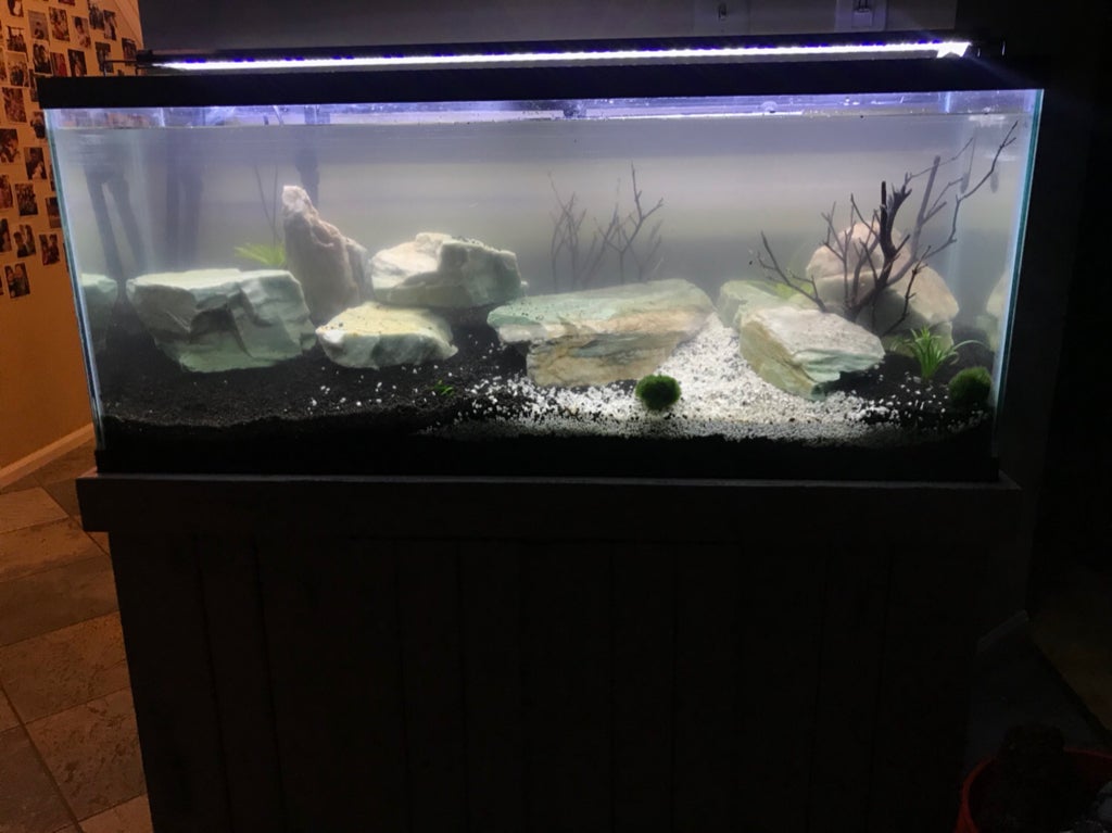 55 gallon aquascaping adventure | The Planted Tank Forum