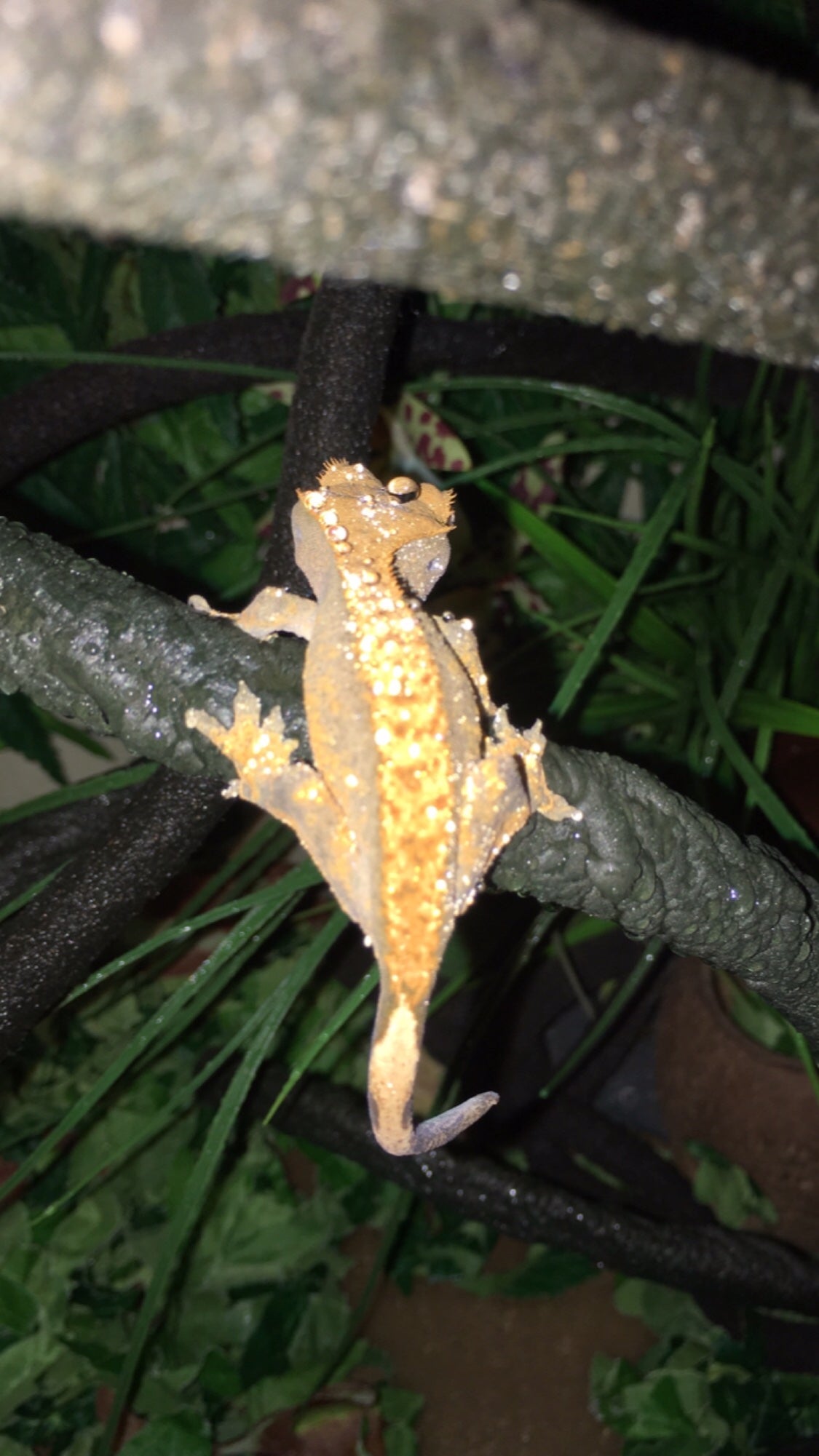 I think my Crested Gecko has pinworms what will happen? | Reptile Forums
