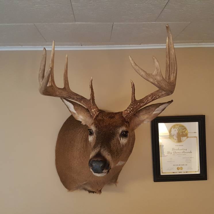What’s your Favorite Taxidermy Form? | Archery Talk Forum