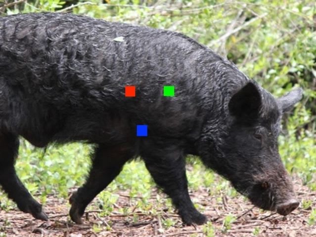 Hog Shot Placement | Archery Talk Forum