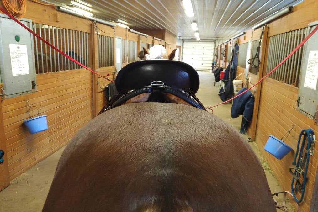 Western saddle for a flat + short back | The Horse Forum