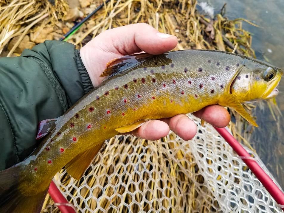 2018 Driftless Trout Pics and Reports. | Page 2 | The Fly Fishing Forum