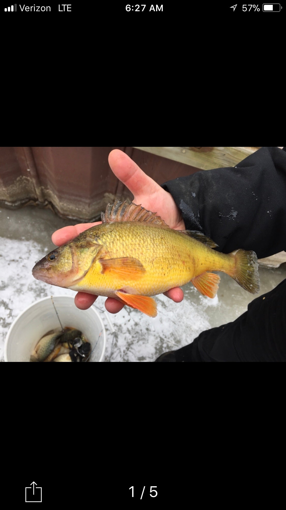 Blue Perch | Michigan Sportsman Forum