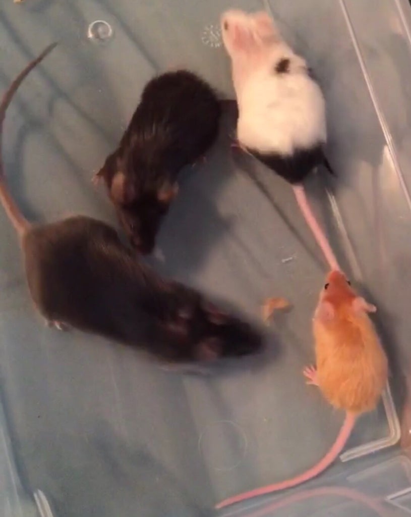 When do mice become full grown? | Pet Mice Forum