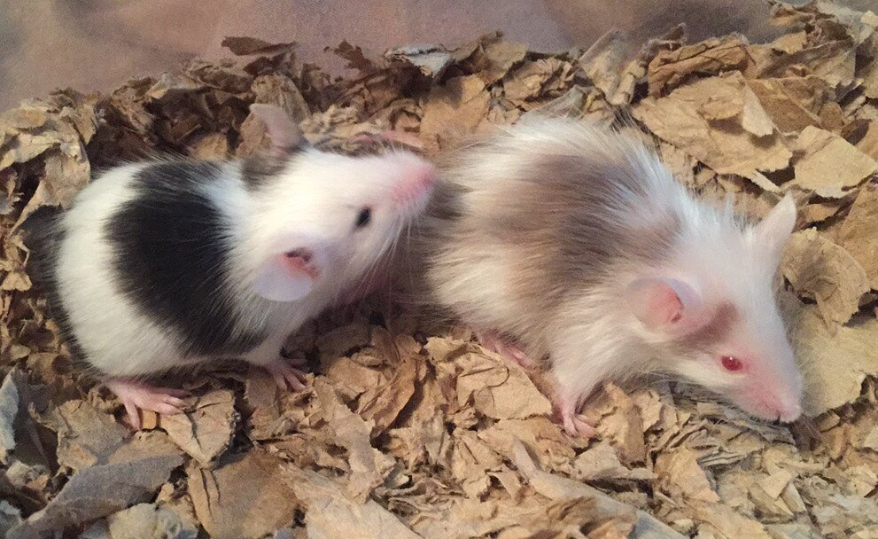 Argente? Fawn? Sable? | Pet Mice Forum