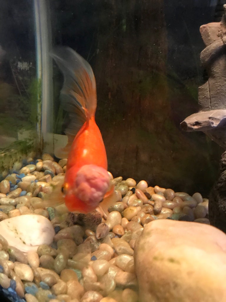 Weird brain like tumor on goldfish | Betta Fish Forum