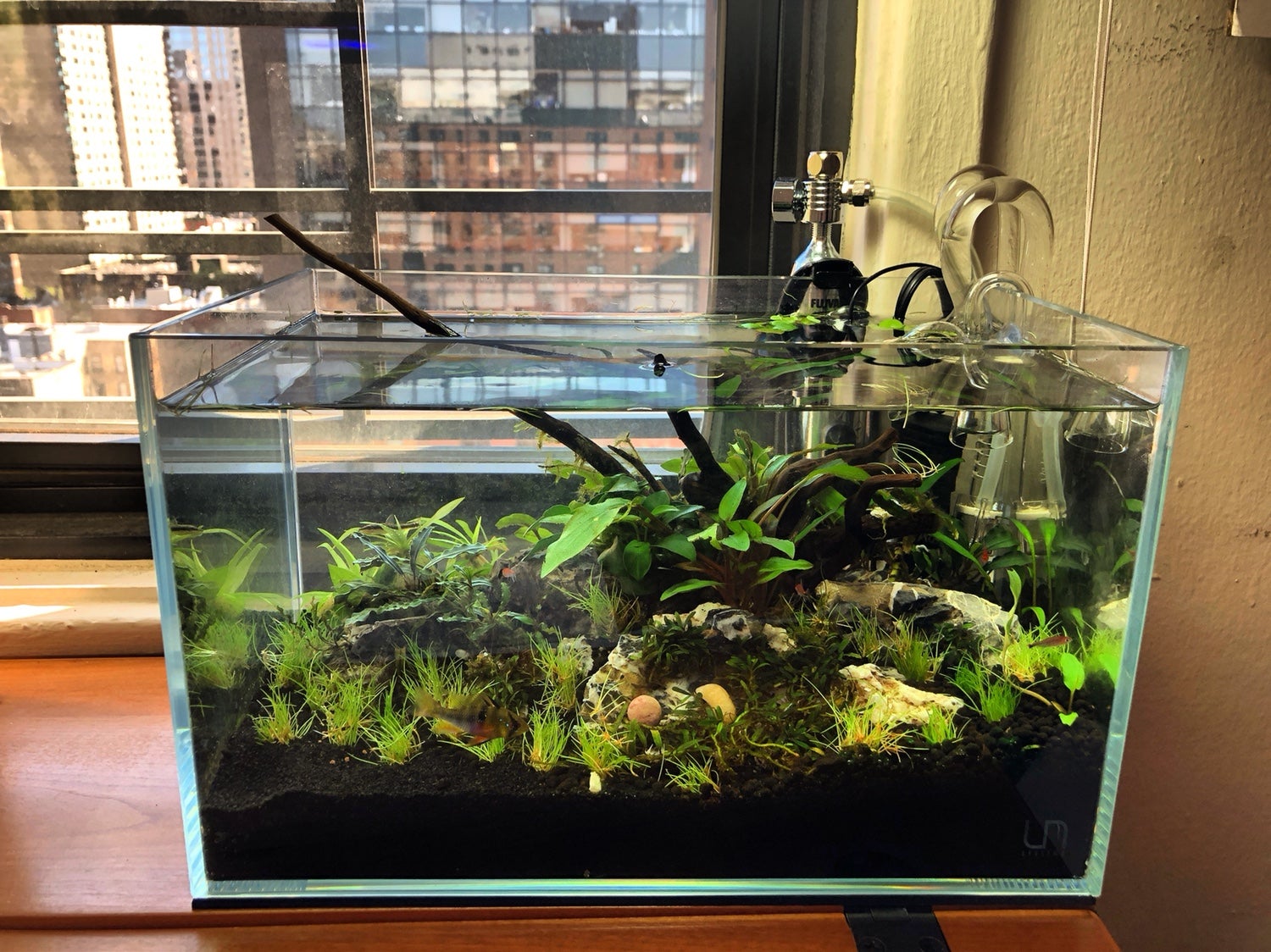 Window UNS 3N | The Planted Tank Forum