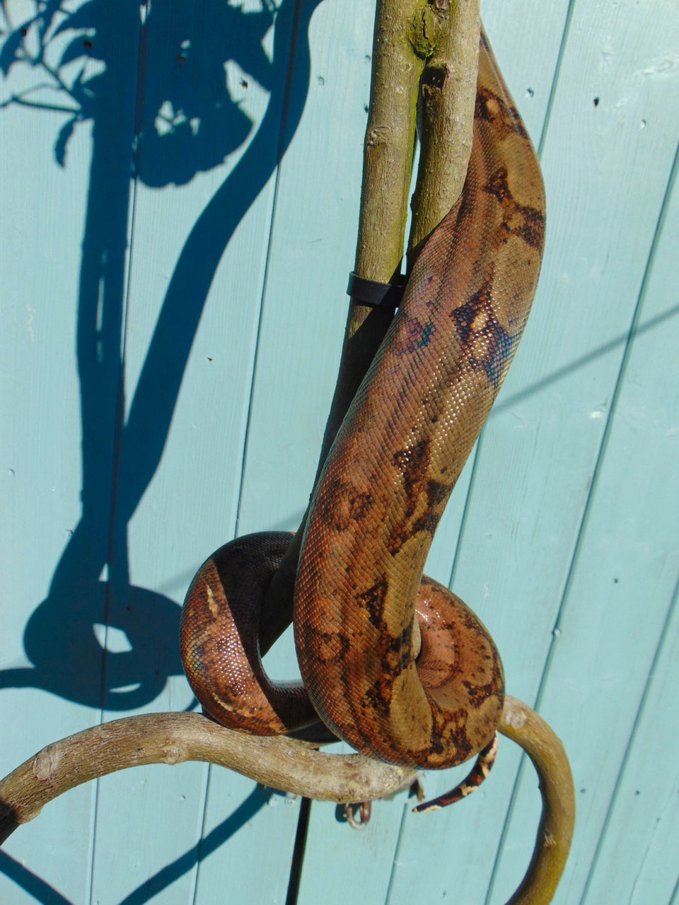 Could you help me identify this boa? | Reptile Forums