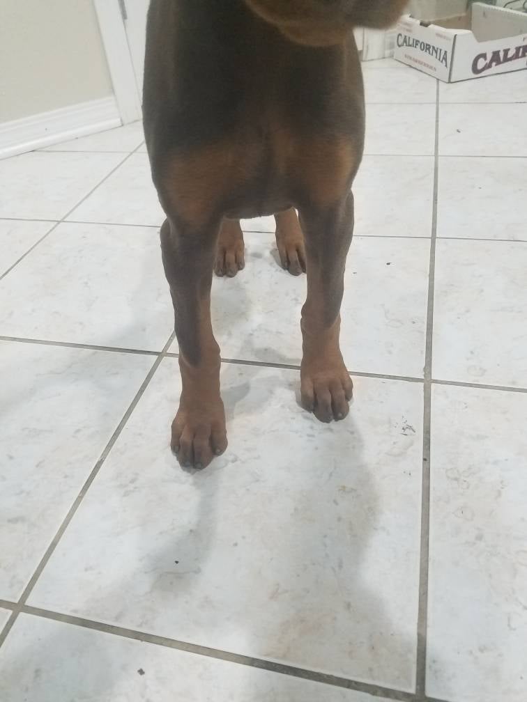 Puppy knuckling over? | Doberman Forum : Doberman Breed Dog Forums Puppy knuckling over? | Doberman Forum : Doberman Breed Dog Forums