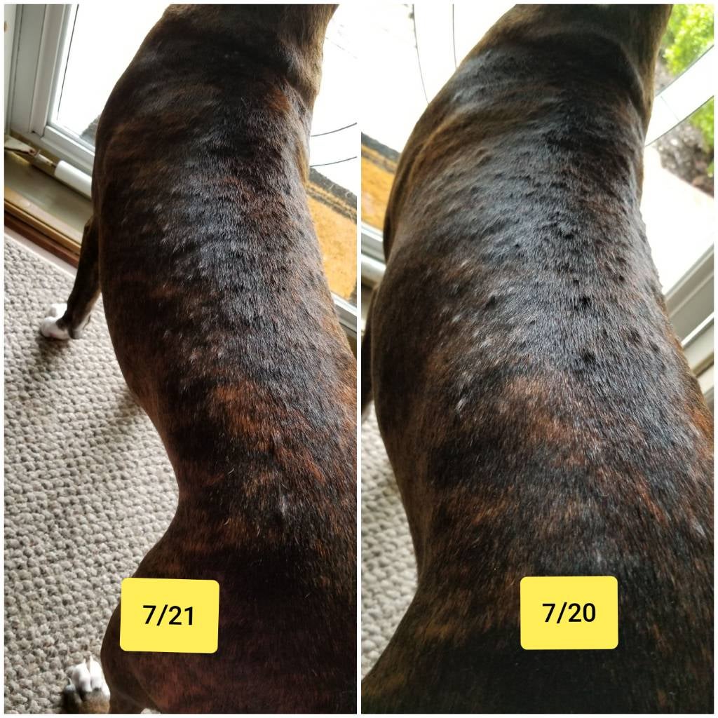 Pimples (bumps) on skin | Boxer Breed Dog Forums