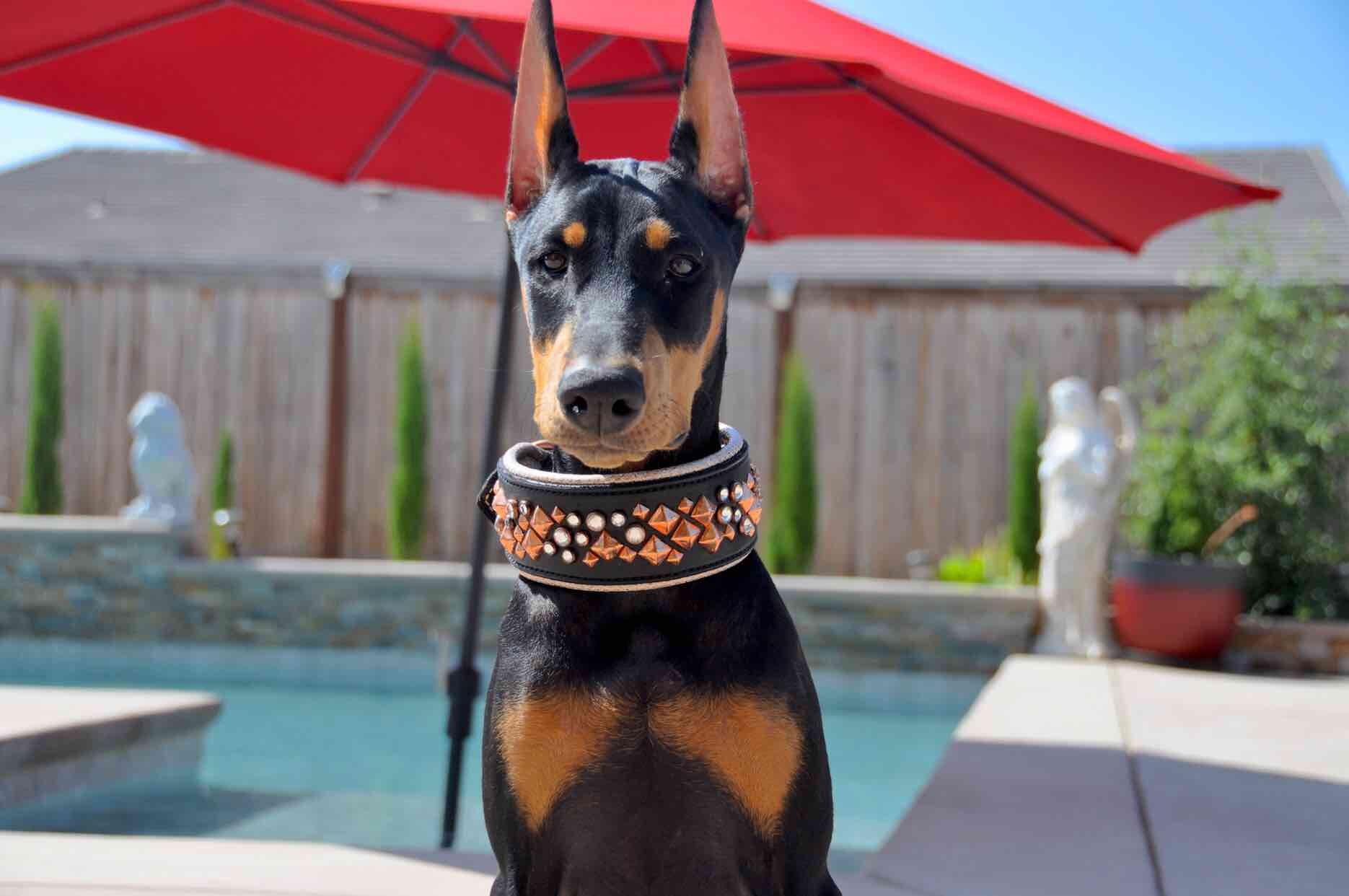 Puppy acne, rash, something else?? | Doberman Forum : Doberman Breed ...