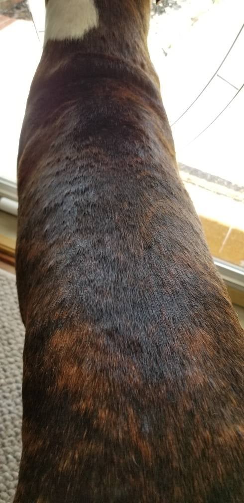 Pimples (bumps) on skin | Boxer Breed Dog Forums