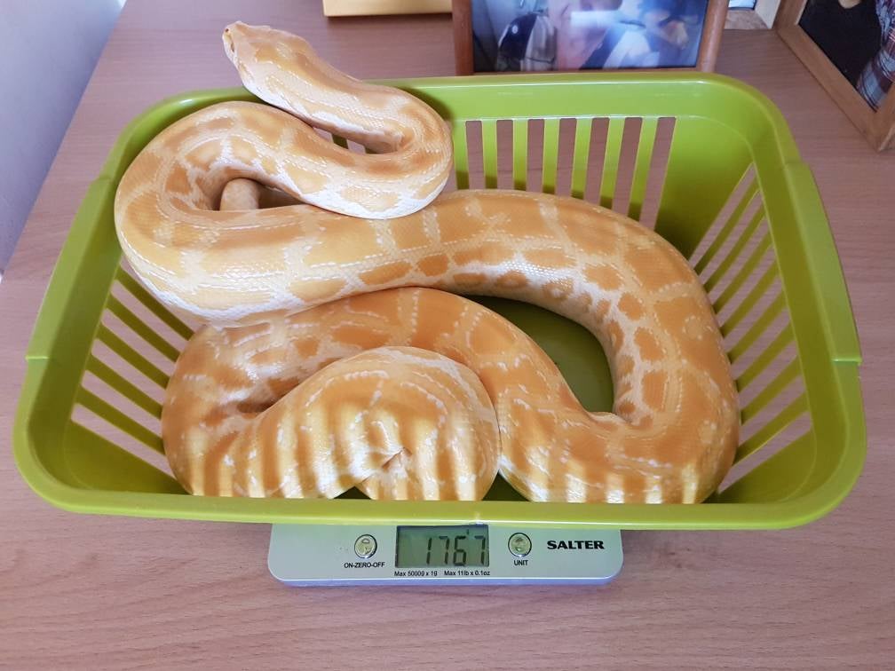 Burmese python weight | Reptile Forums