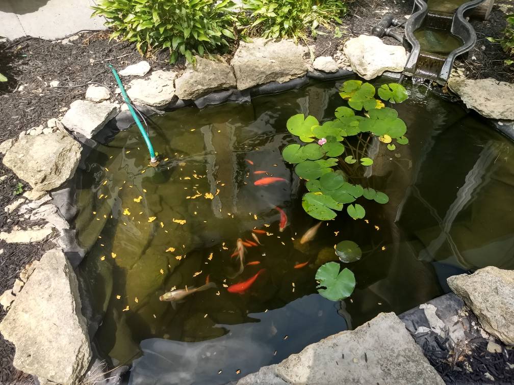 Koi Ponds | Green Tractor Talk