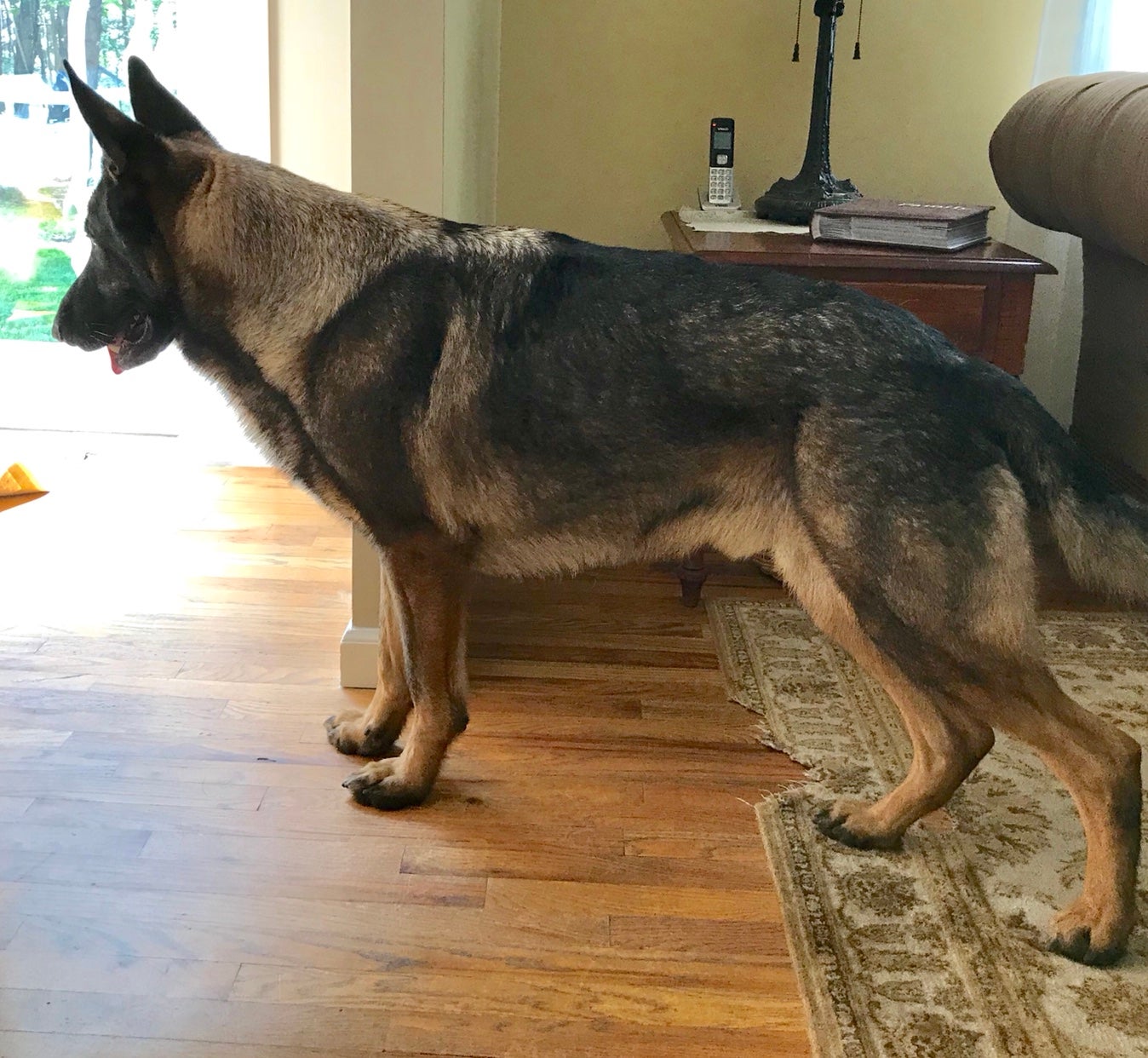 Horrifying roach backs | Page 6 | German Shepherds Forum