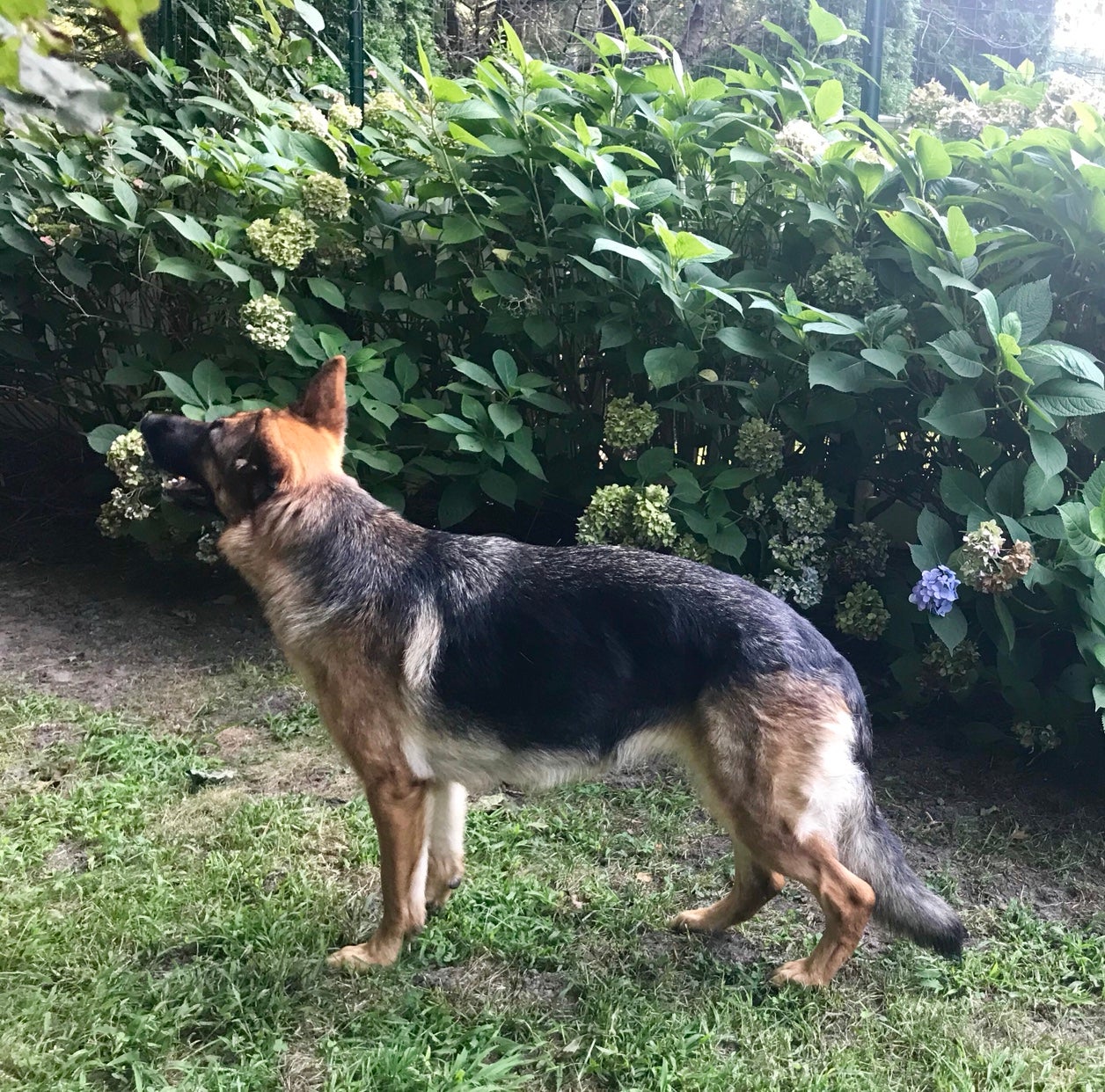 Horrifying roach backs | Page 6 | German Shepherds Forum