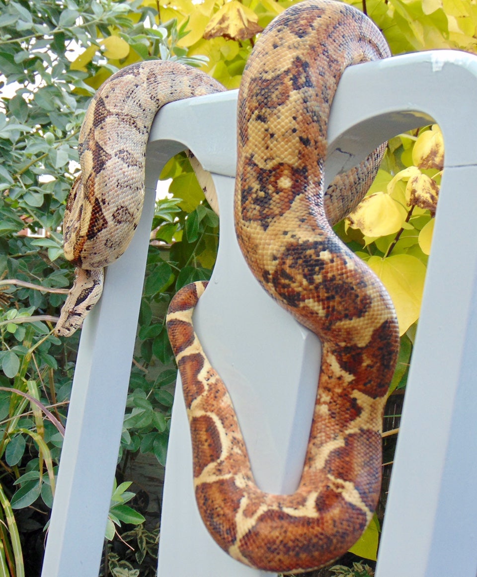 Nicaraguan boas | Reptile Forums