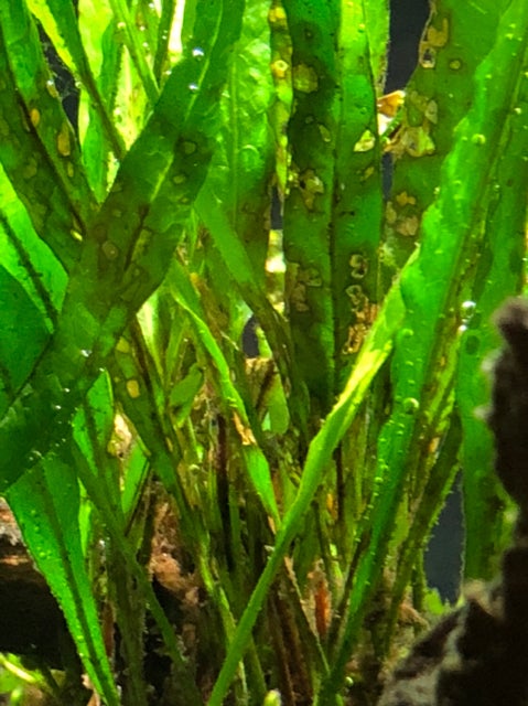 Java fern spots and holes | The Planted Tank Forum