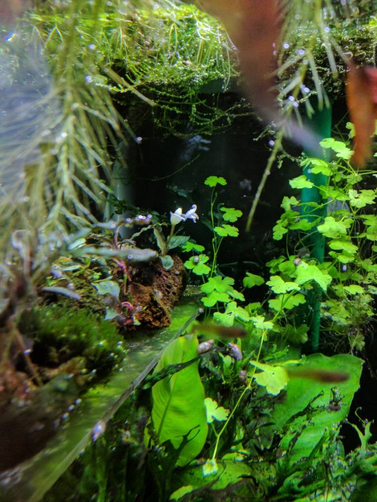 Bucephalandra and experience | The Planted Tank Forum