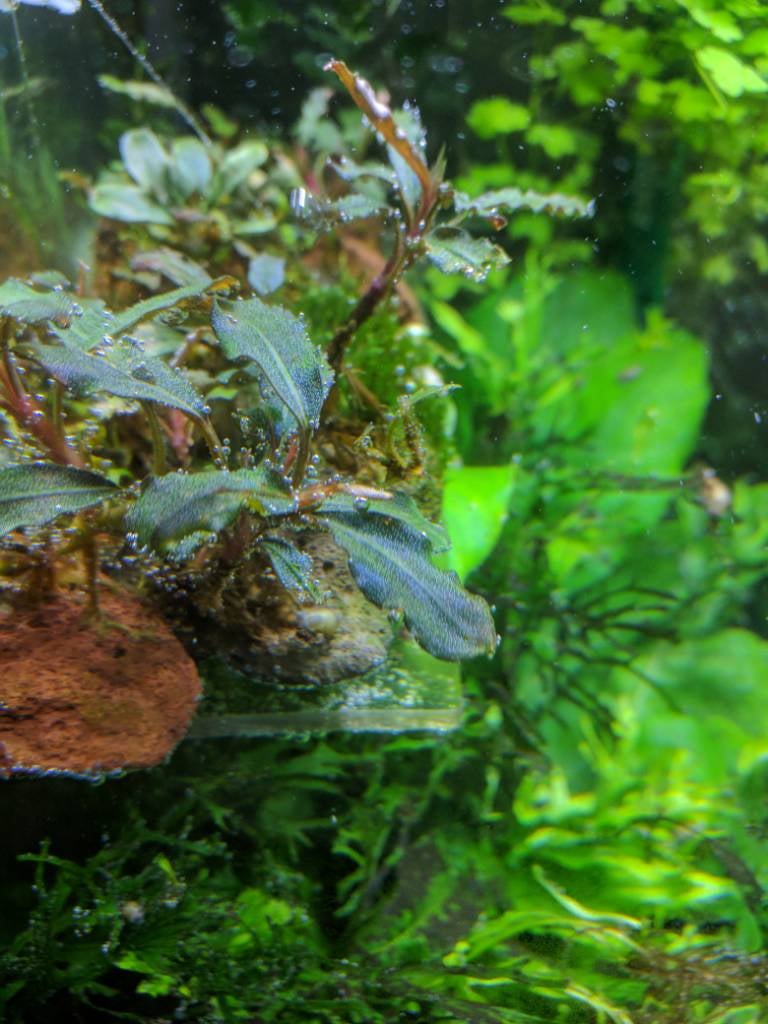 Bucephalandra and experience | The Planted Tank Forum