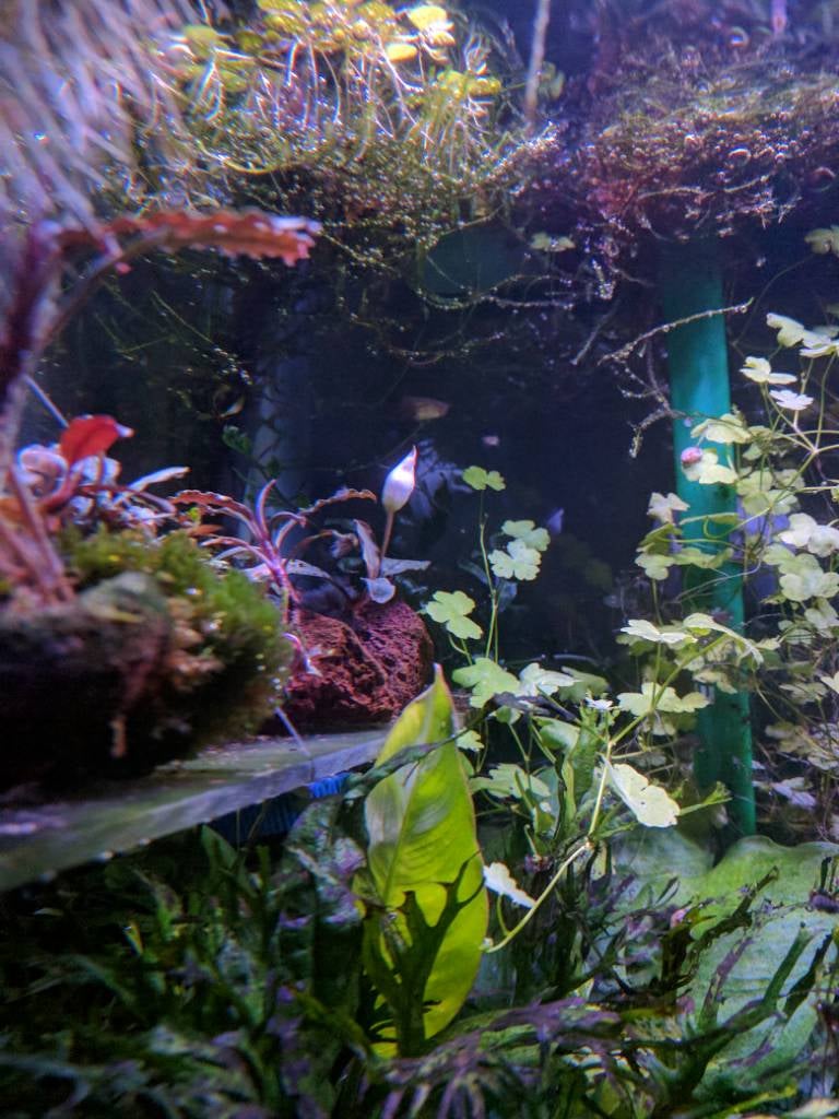 Bucephalandra and experience | The Planted Tank Forum